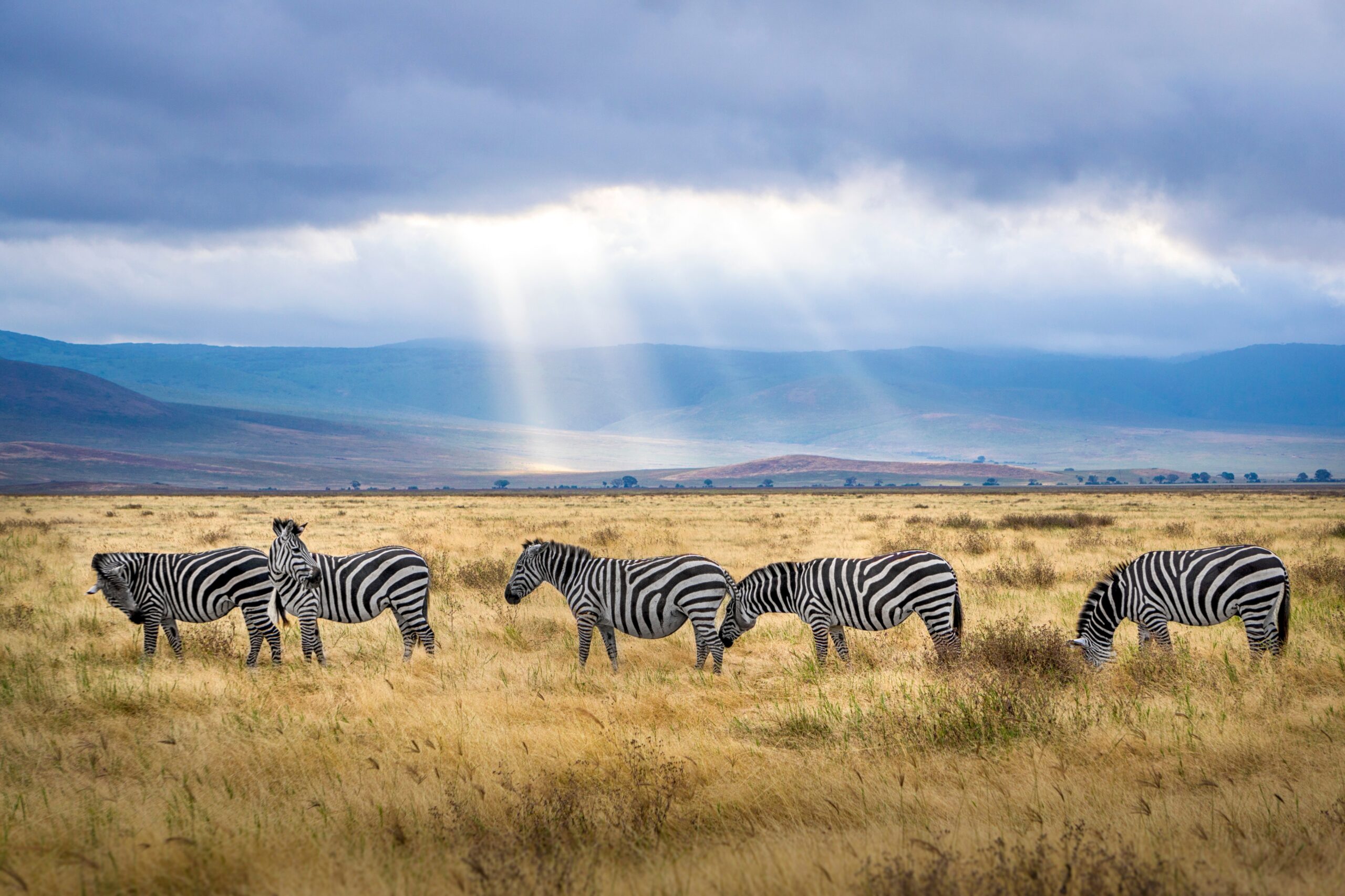 Safari in Tanzania: alla scoperta degli animali della savana ...