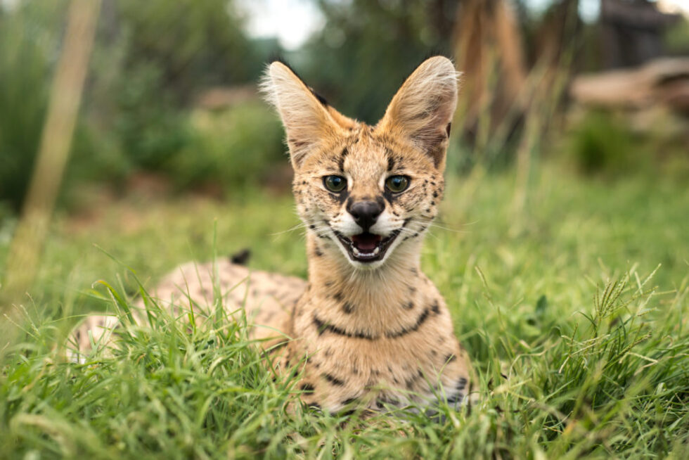 Il Serval, il radar della savana – Primaland Safaris Blog