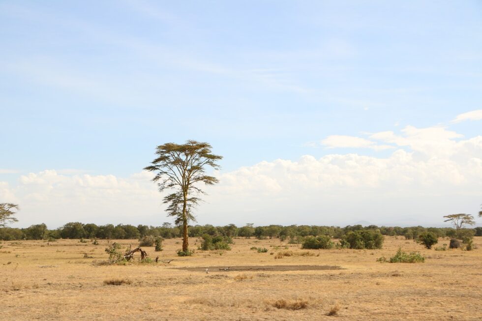 Viaggiare sicuri nella savana: consigli per un safari senza rischi ...