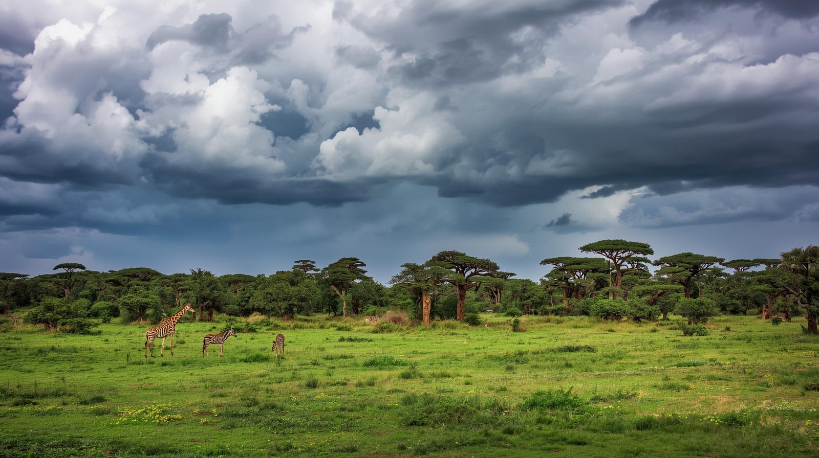 Safari durante la stagione delle piogge – Primaland Safaris Blog